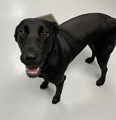 Topeka, KS - Labrador Retriever. Meet Jette a Pet for Adoption ...