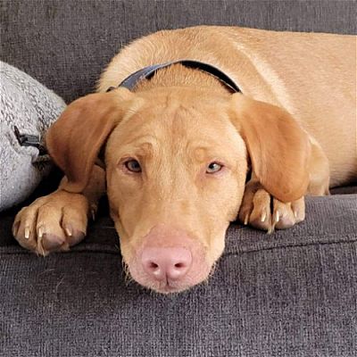 Bloomington, IL - Labrador Retriever. Meet Joey a Pet for Adoption ...