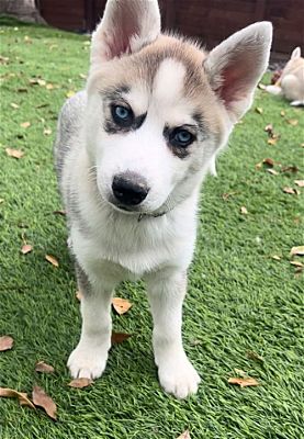San Diego, CA - Husky. Meet Gala a Pet for Adoption - AdoptaPet.com