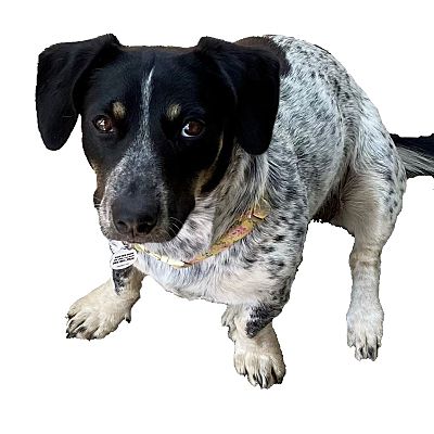 Mead, CO - Basset Hound/Australian Cattle Dog. Meet Callie a Pet for ...