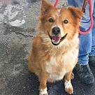 Corgi Puppies - Corgi Rescue and Adoption Near You