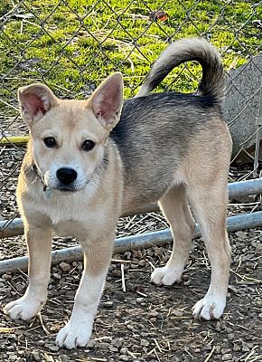 Chicago, IL - German Shepherd Dog/Mixed Breed (Medium). Meet BINKY a ...