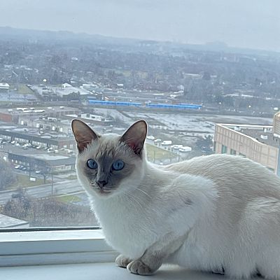 Toronto, ON - Siamese. Meet Lacy a Pet for Adoption - AdoptaPet.com