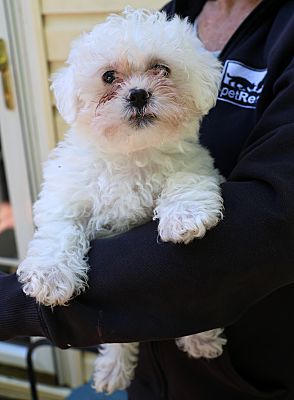 Harrison, NY - Maltese. Meet Chase a Pet for Adoption - AdoptaPet.com