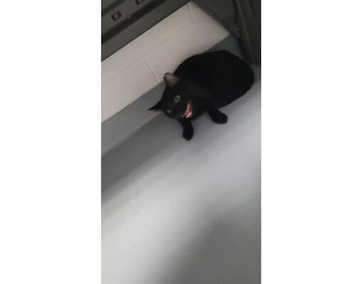 St. Cloud, FL - Domestic Shorthair. Meet MOON a Pet for Adoption ...