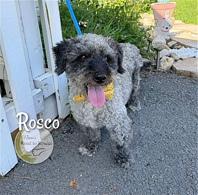 Benton, LA - Yorkie, Yorkshire Terrier/Poodle (Miniature). Meet Rosco a ...
