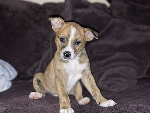 Phoenix, AZ - Boxer/Basenji. Meet Pollyanna a Pet for Adoption ...