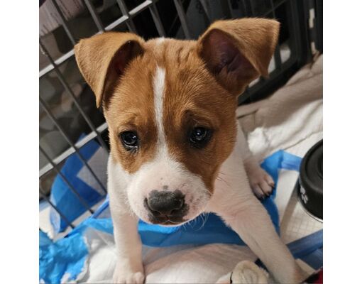 Hartford, CT - Hound (Unknown Type)/Mixed Breed (Medium). Meet Dempsey ...