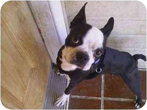 Los Angeles, CA - Boston Terrier. Meet Oliver a Pet for Adoption ...