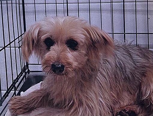 Fort Madison, IA - Yorkie, Yorkshire Terrier. Meet Fresca a Pet for ...