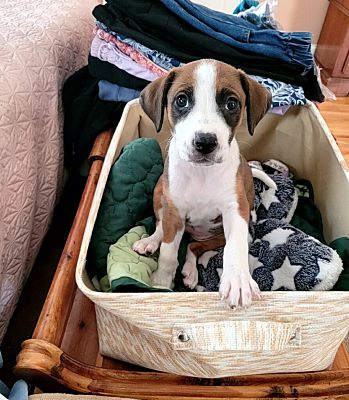 Birmingham, AL - Beagle/Boxer. Meet Little Debbie a Pet for Adoption ...