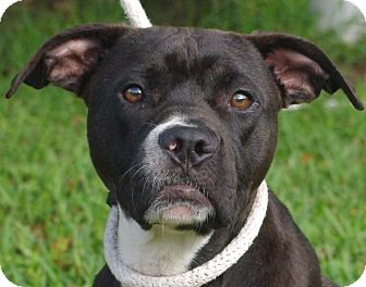 Daytona Beach, FL - Boxer. Meet Margo a Pet for Adoption.