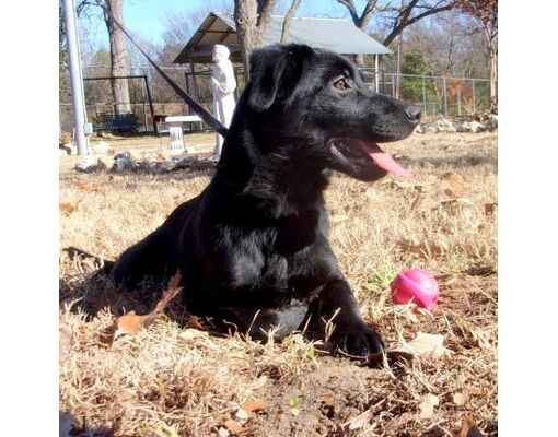 Tyler, TX - Labrador Retriever. Meet Tiny a Pet for Adoption ...