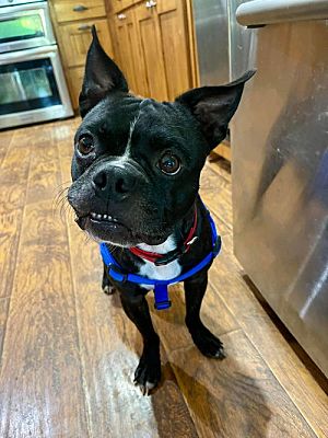 Plano, TX - Boston Terrier. Meet Angus McDuff (Medical Hold) a Pet for ...