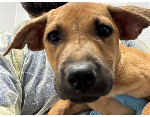 Tucson, AZ - German Shepherd Dog. Meet MAIDEN* a Pet for Adoption ...