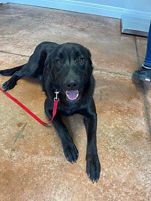 St. Louis, MO - Belgian Malinois/Golden Retriever. Meet Ellee a Pet for ...