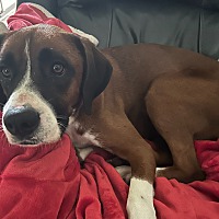 Adoptable Pets – Rover Rescue