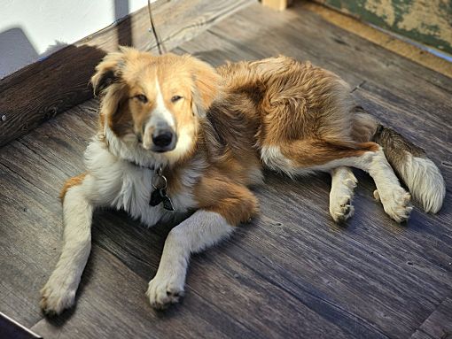 Marietta, GA - Border Collie/Mutt. Meet Victoria a Pet for Adoption ...