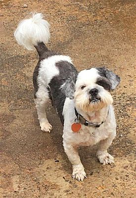 Greenville, SC - Shih Tzu. Meet Reggie a Pet for Adoption - AdoptaPet.com