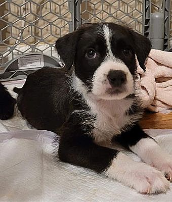 Burlington, VT - Terrier (Unknown Type, Small)/Dachshund. Meet Lincoln ...