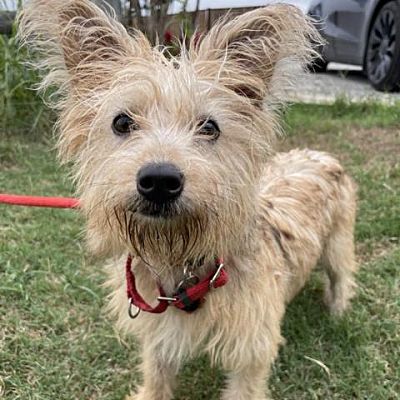 New York, NY - Terrier (Unknown Type, Small)/Mixed Breed (Small). Meet ...