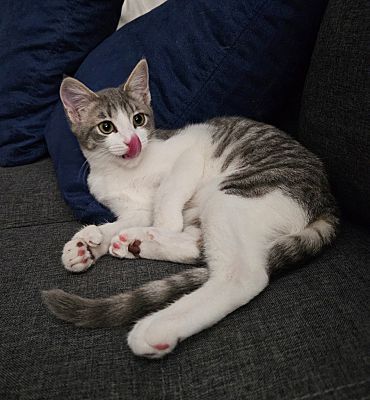 San Jacinto, CA - Hemingway/Polydactyl. Meet Berenstain Bear a Pet for ...