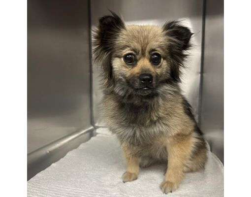 Martinsville, VA - Pomeranian/Mixed Breed (Small). Meet Saucy a Pet for ...