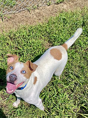 Jefferson City, MO - Mixed Breed (Medium). Meet Whiskey a Pet for ...