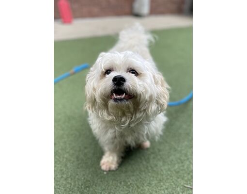 Valley View, OH - Lhasa Apso/Mixed Breed (Medium). Meet Mason a Pet for ...