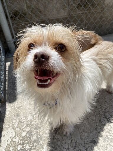 North Charleston, SC - Terrier (Unknown Type, Small). Meet 56347a Lou a ...