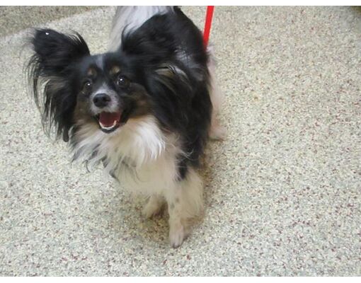 Colorado Springs, CO - Papillon. Meet ANNABELL a Pet for Adoption ...