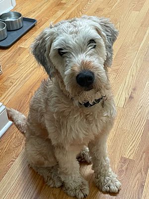Harrison, NY - Wheaten Terrier. Meet Cooper a Pet for Adoption ...