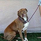 Mastiff Puppies - English Mastiff Puppies and Rescue