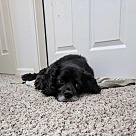 Cocker Spaniel Puppies - Rescue and Adoption Near You