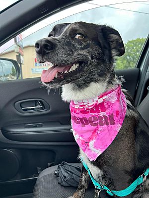 Springfield, VA - Border Collie/Australian Cattle Dog. Meet Kali a Pet ...