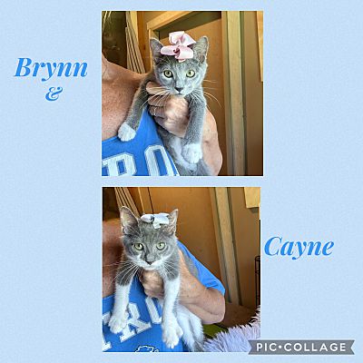 Bradenton, FL - Russian Blue. Meet Brynn & Cayne a Pet for Adoption ...