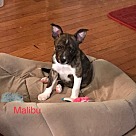 French Bulldog Puppies - Rescue and Adoption Near You