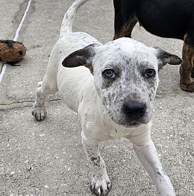 Weeki Wachee, FL - Australian Cattle Dog/Pointer. Meet Miss Guthrie a ...