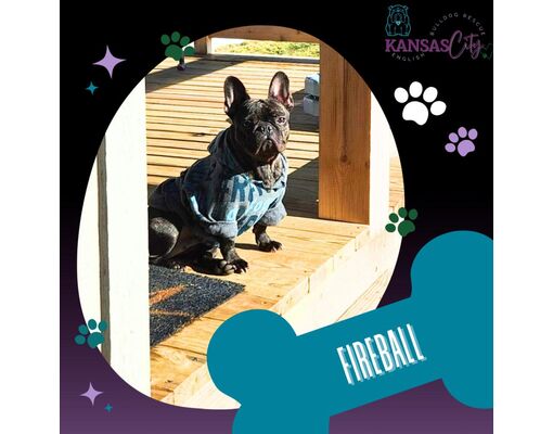 Lenexa, KS - French Bulldog. Meet Fireball a Pet for Adoption ...