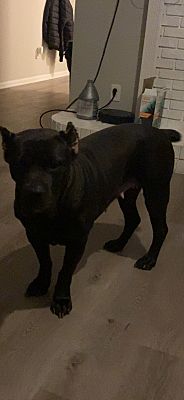 Decatur, GA - Cane Corso. Meet Queenie a Pet for Adoption - AdoptaPet.com