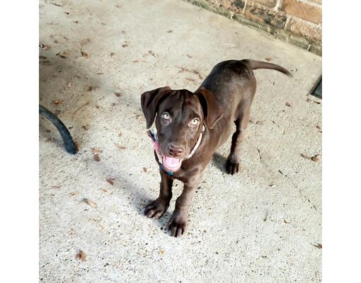 Houston, TX - Labrador Retriever/Catahoula Leopard Dog. Meet Willa a ...