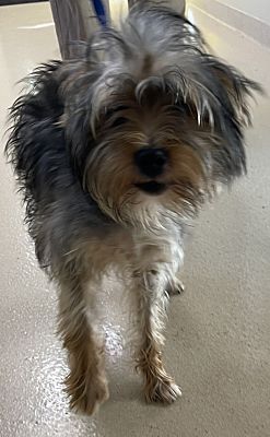Covington, GA - Yorkie, Yorkshire Terrier. Meet Louie a Pet for ...