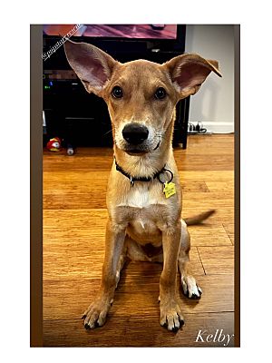 New York, NY - Labrador Retriever/Terrier (Unknown Type, Medium). Meet Kelby a Pet for Adoption ...