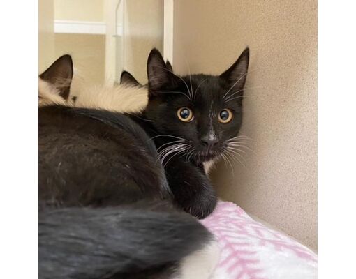 Carson City, NV - Domestic Mediumhair. Meet Rocky a Pet for Adoption ...