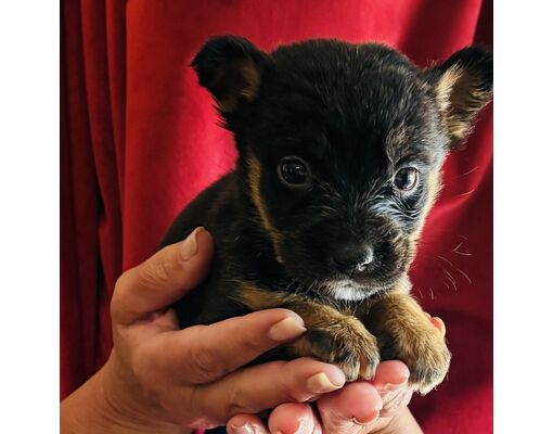 HAGERSTOWN, MD - Chihuahua/Poodle (Miniature). Meet SKEETER a Pet for ...