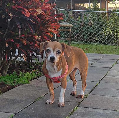New Port Richey, FL - Chiweenie. Meet Vixen a Pet for Adoption ...