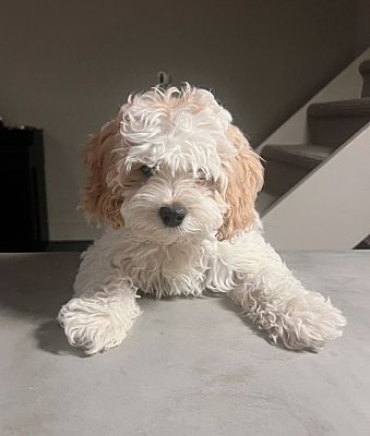 New York, NY - Cockapoo. Meet Charlie a Pet for Adoption - AdoptaPet.com