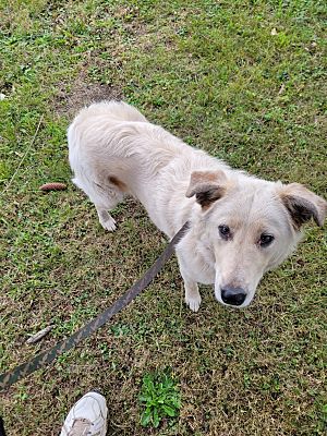 Angola, NY - Border Collie/Australian Shepherd. Meet Rebel a Pet for ...