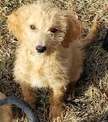 Hammonton, NJ - Labradoodle/Spaniel (Unknown Type). Meet Pie a Pet for ...