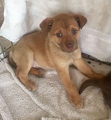 Baltimore, MD - Beagle/Cairn Terrier. Meet Gaelic a Pet for Adoption ...